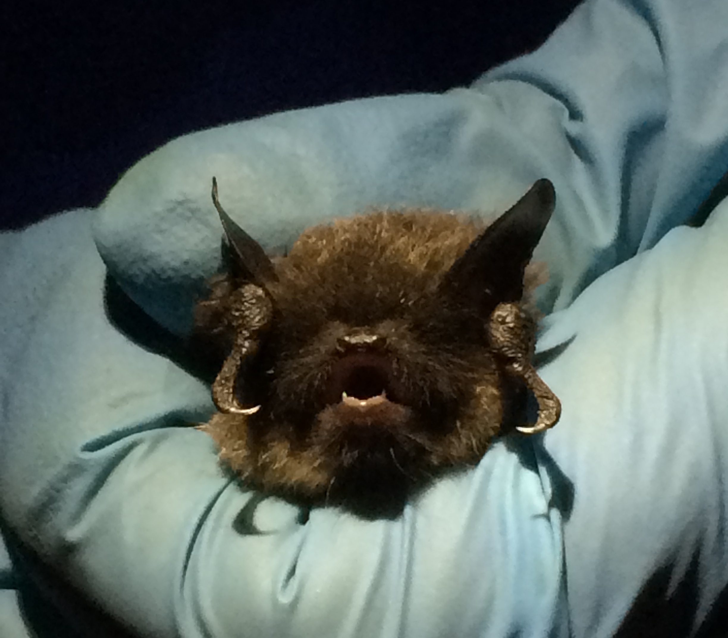 Activities - Sustainable Warminster